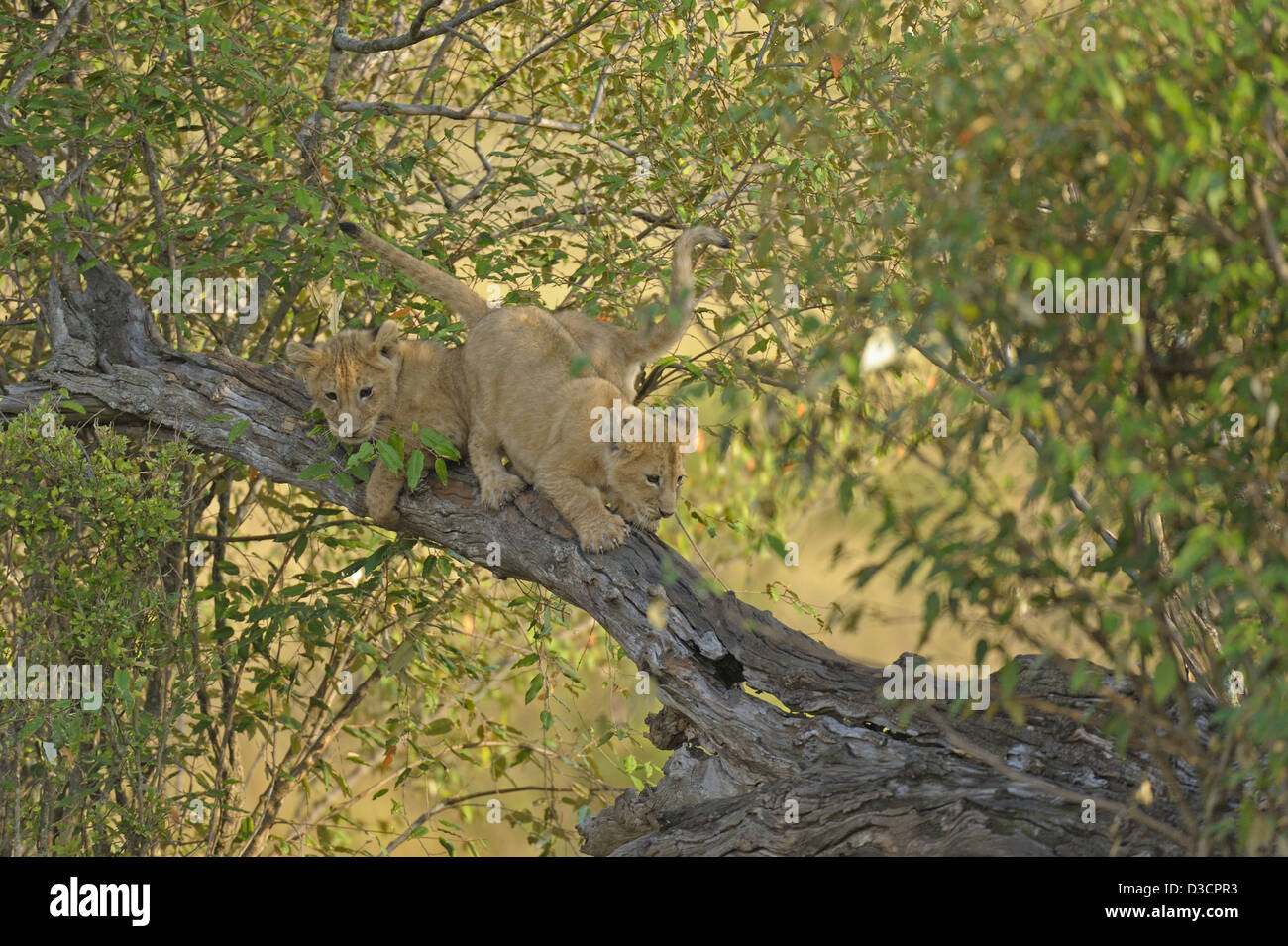 Playful lion cubs on a tree in the Masai Mara, Kenya, Africa Stock ...