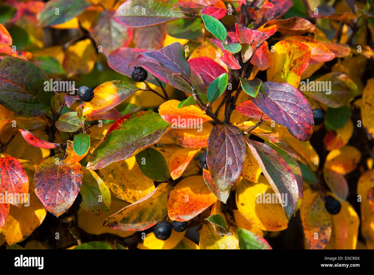 Beautiful multi colored leaves on tree hi-res stock photography and ...