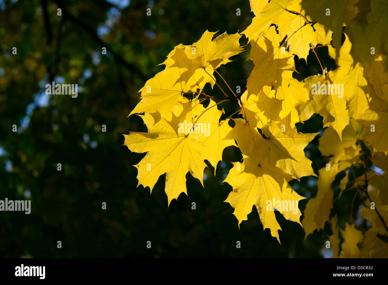 yellow maple leaves in park Stock Photo - Alamy