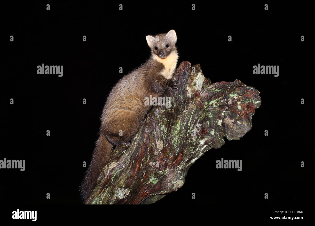 Swift predator hi-res stock photography and images - Alamy