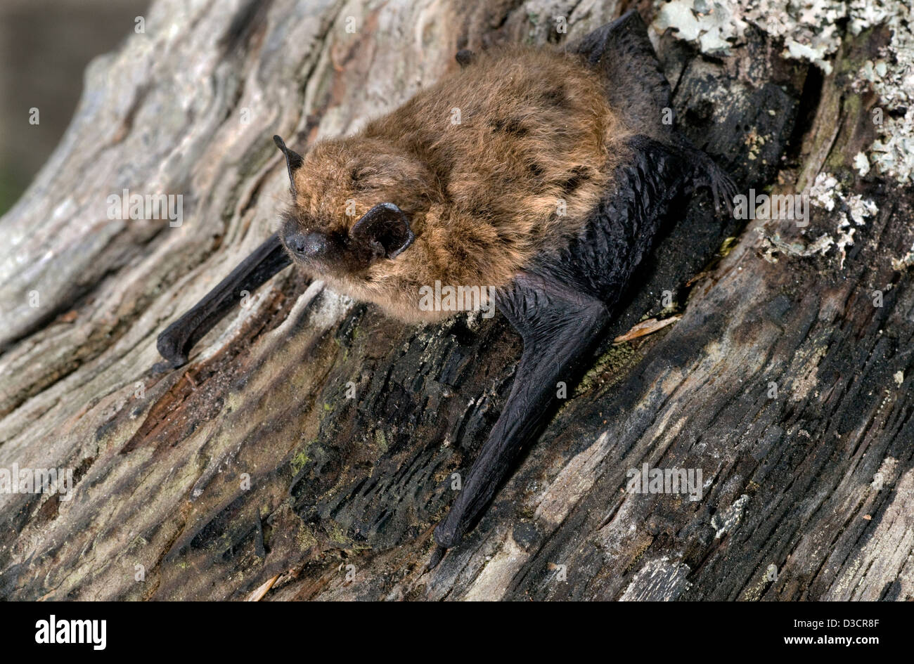 common pipistrelle bat,pipistrellus pipistrellus,cairngorms national ...