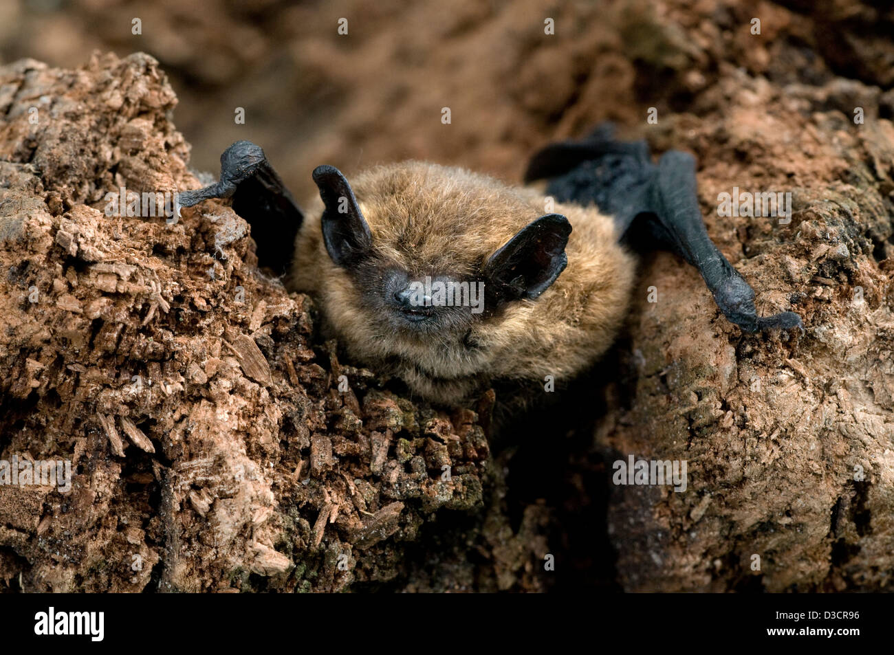 common pipistrelle bat,pipistrellus pipistrellus,cairngorms national ...