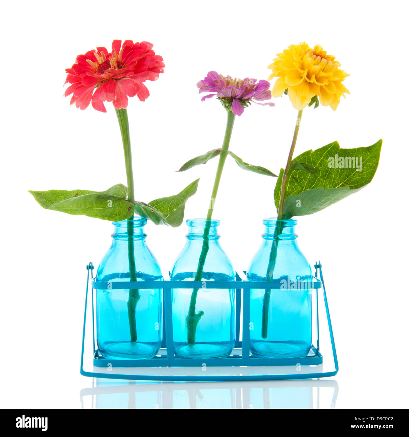 Row of zinnias hi-res stock photography and images - Alamy