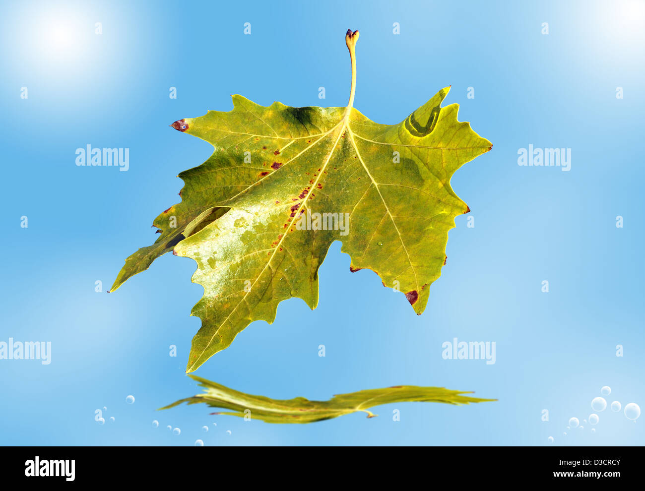 Maple leaf wave hi-res stock photography and images - Alamy