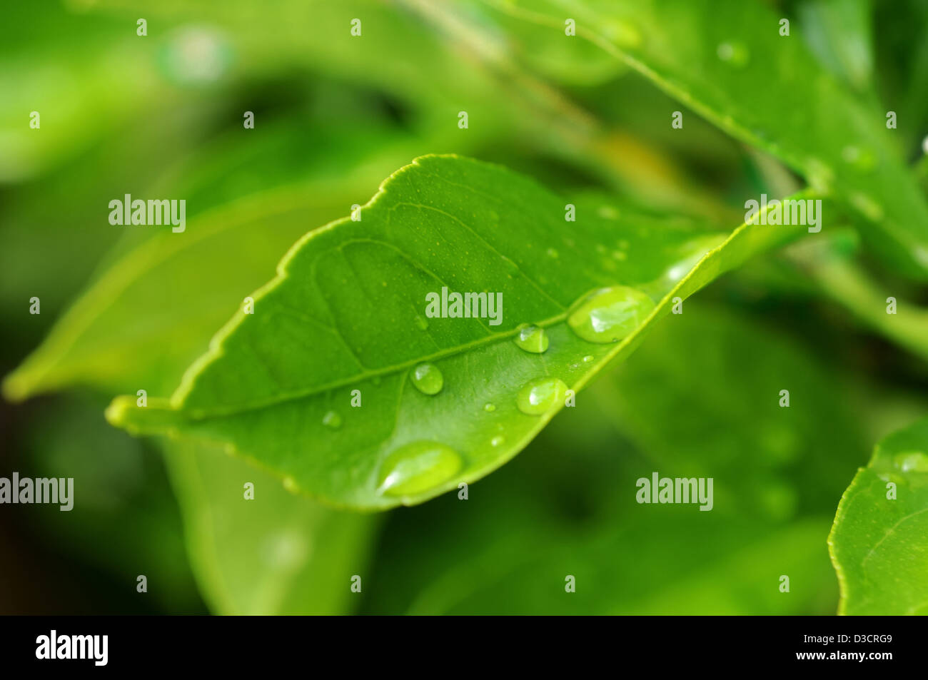 Lemon leaf hi-res stock photography and images - Alamy
