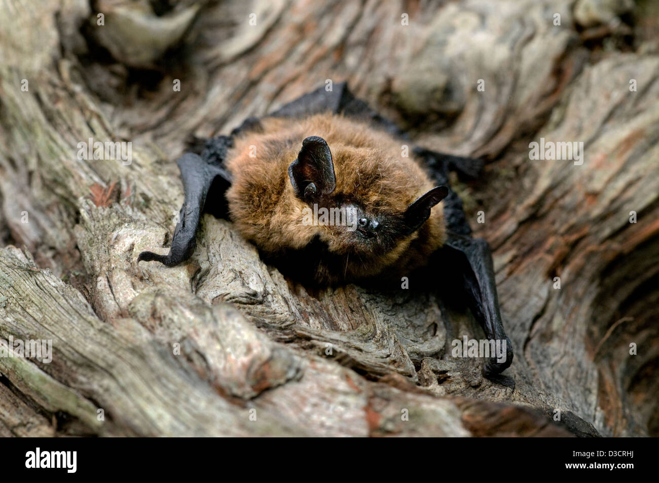 common pipistrelle bat,pipistrellus pipistrellus,cairngorms national ...