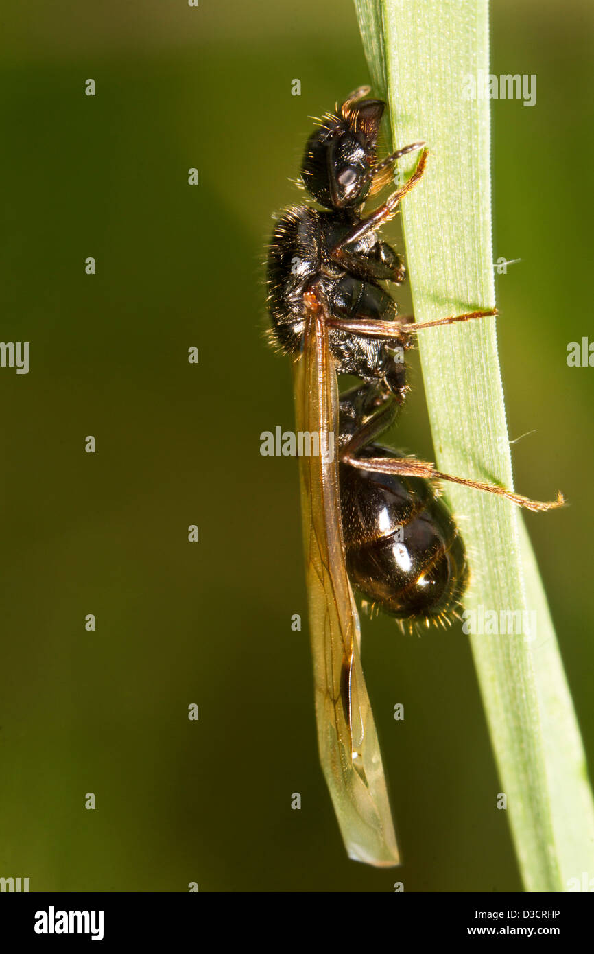 Messor Stock Photos & Messor Stock Images - Alamy