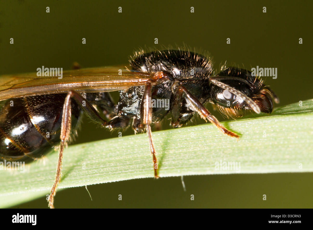 Messor barbarus hi-res stock photography and images - Alamy