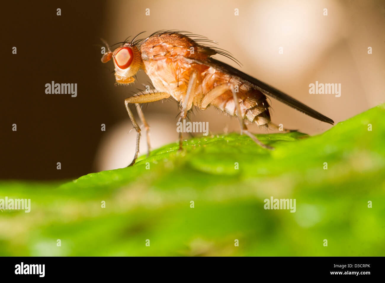 Close up view of a fruit fly insect on top of a leaf Stock Photo - Alamy