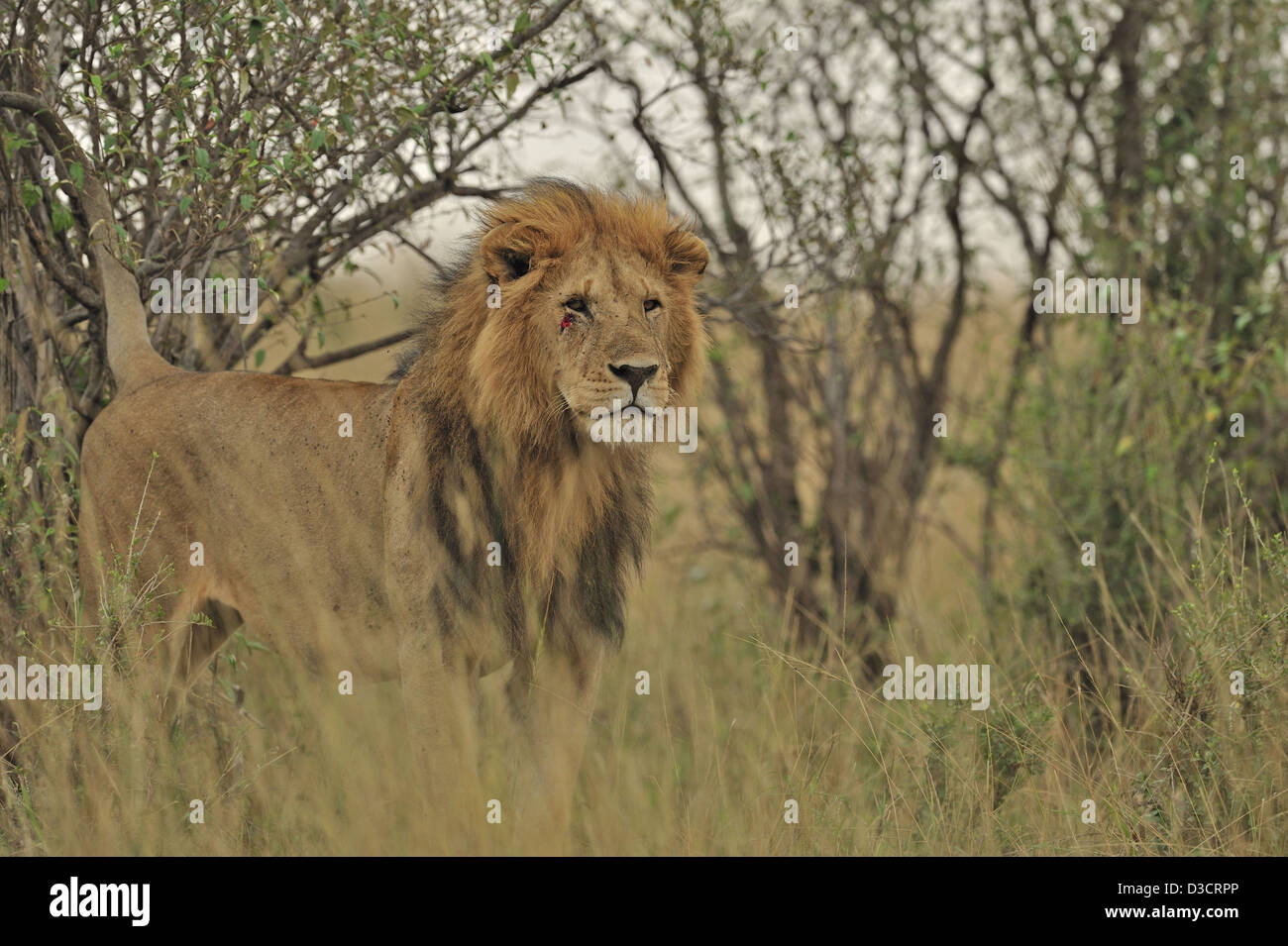 Male lion in the forests of Masai Mara, Kenya, Africa Stock Photo - Alamy