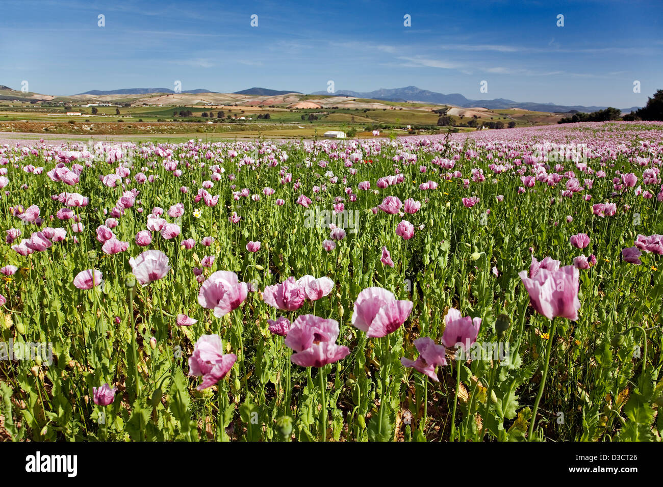 Poppy fields hi-res stock photography and images - Alamy