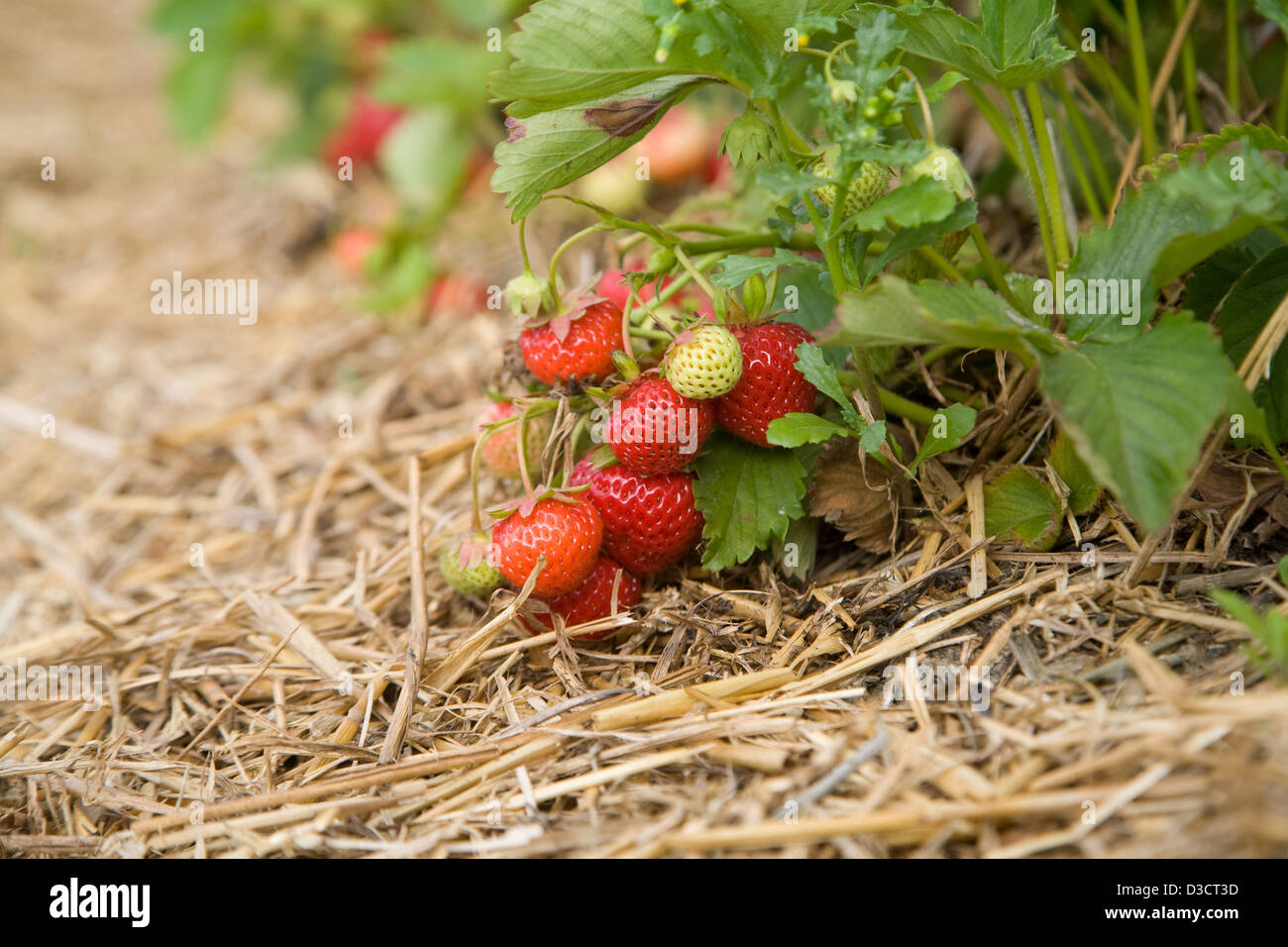 Warleberg, Germany, ripe strawberries in a strawberry plant Stock Photo ...