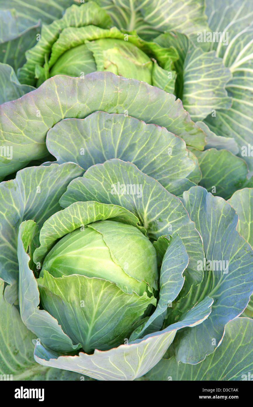 Cabbage vegetable harvest leaves hi-res stock photography and images ...