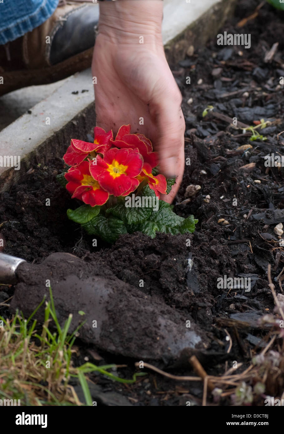 Polyanthus hi-res stock photography and images - Alamy