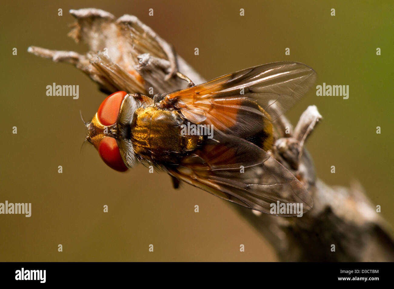 Close up view of the beautiful tachina fly Stock Photo - Alamy