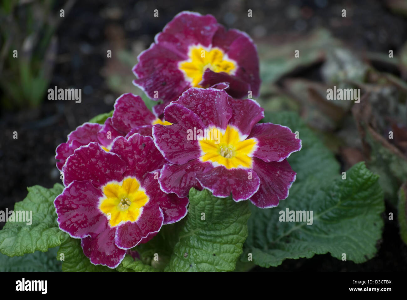 Primula polyanthus hi-res stock photography and images - Alamy