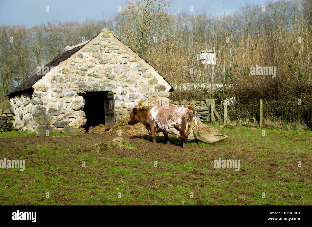 red cow and cae adda byre national history museum amgueddfa werin cymru ...