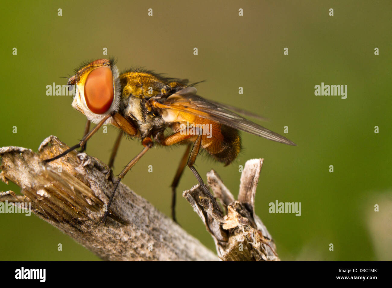 Close up view of the beautiful tachina fly Stock Photo - Alamy
