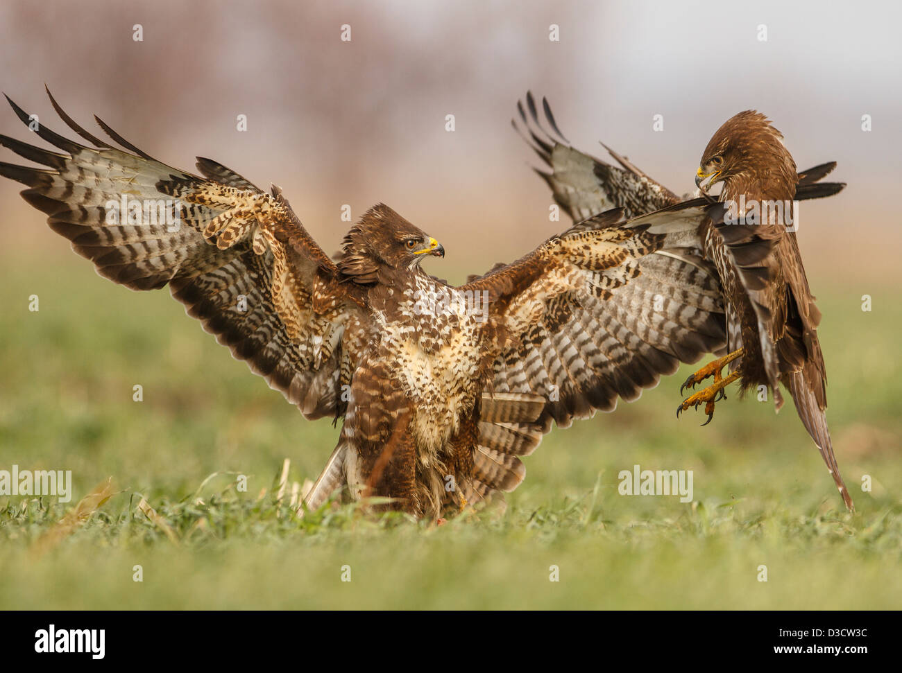 Common Buzzards fight Stock Photo - Alamy