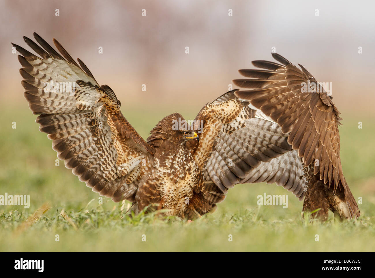 Common Buzzards Fight Stock Photo - Alamy