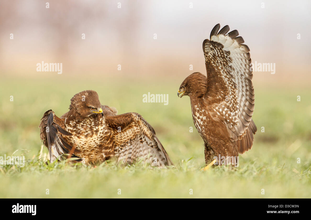Common Buzzards fight Stock Photo - Alamy