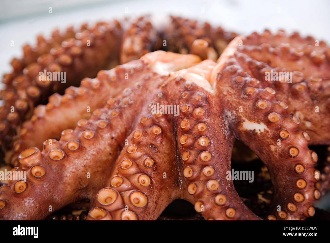 Cooked octopus pulpo a feira gallega Stock Photo - Alamy