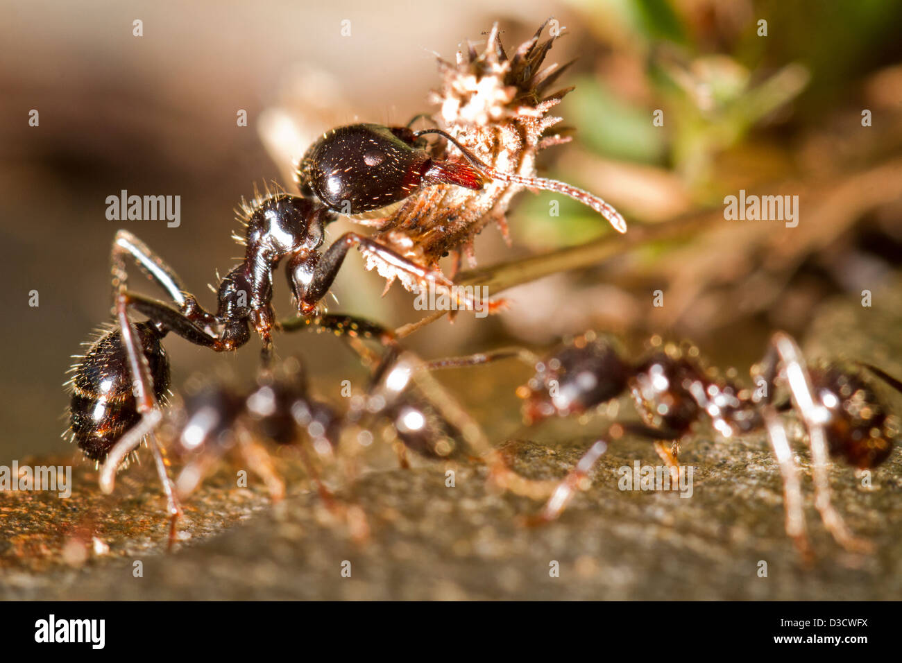Close up view of an worker ant carrying food Stock Photo - Alamy