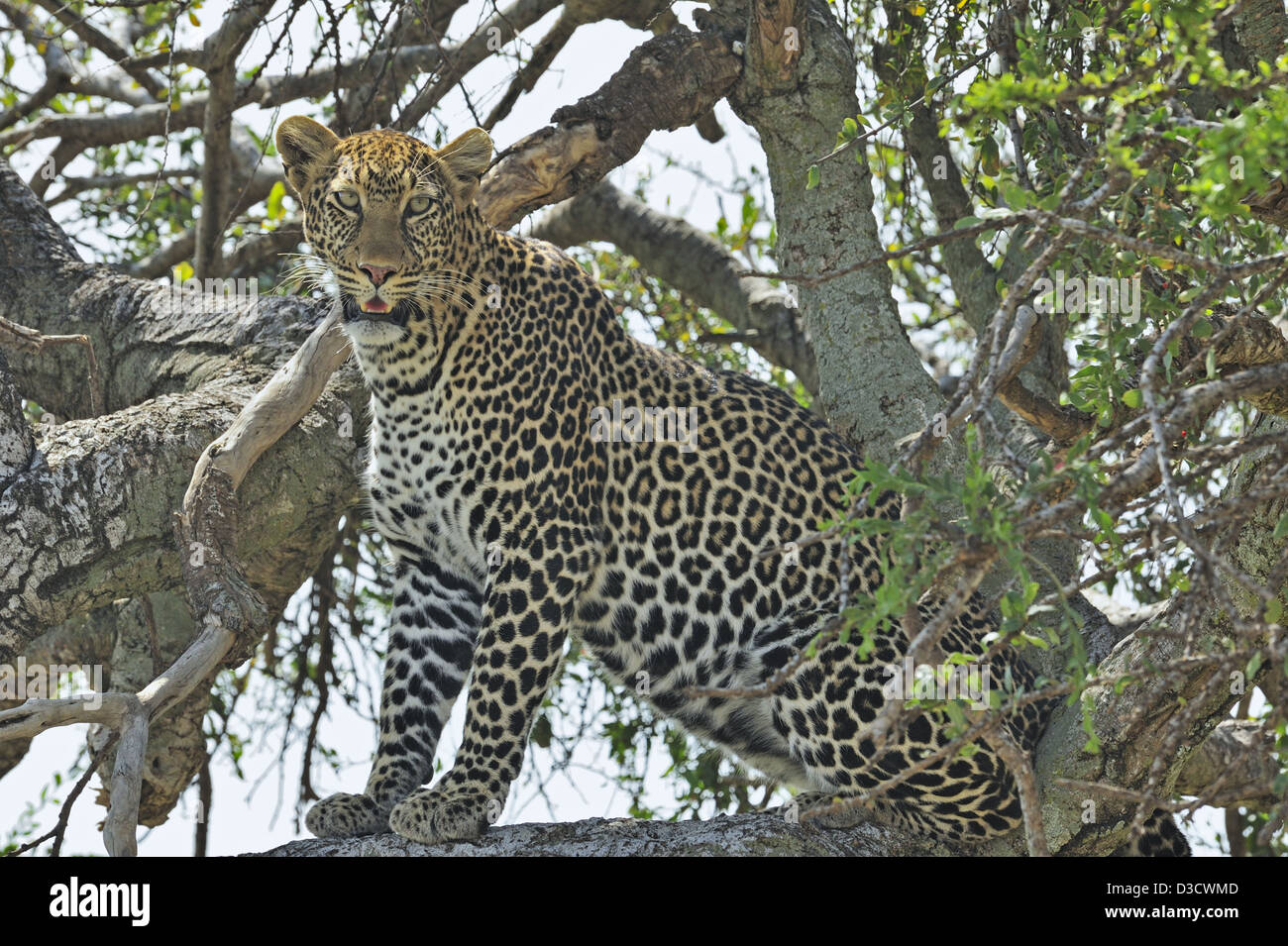 Leopard sitting on tree hi-res stock photography and images - Alamy