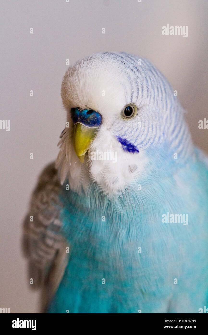 Close up view of the beautiful and colorful common pet parakeet Stock ...