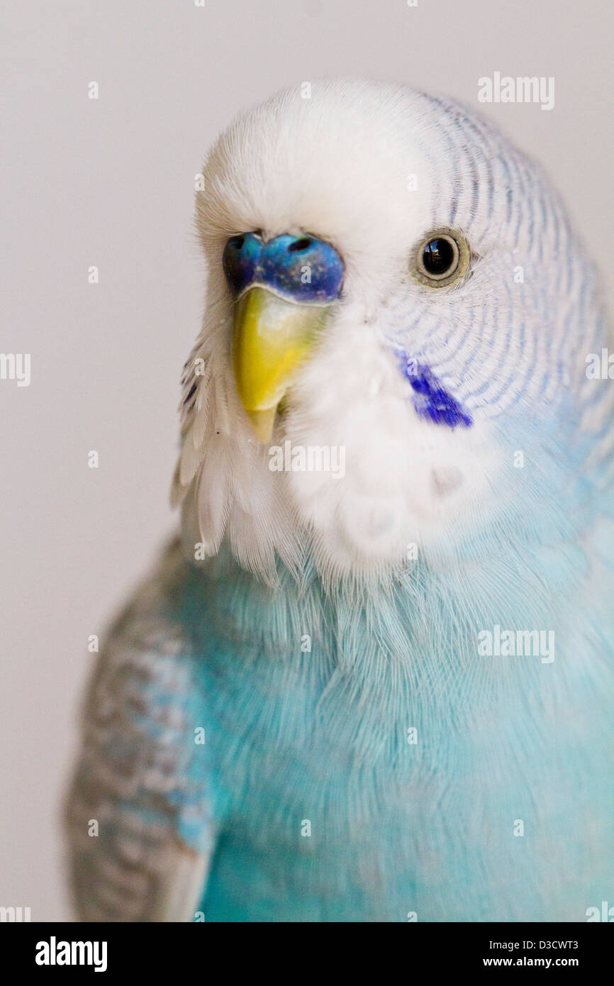 Close up view of the beautiful and colorful common pet parakeet Stock ...