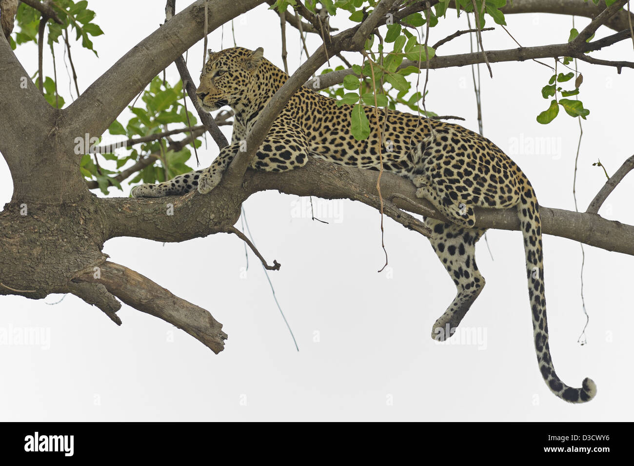 African Leopard (Panthera pardus pardus) sitting on the branch of a ...