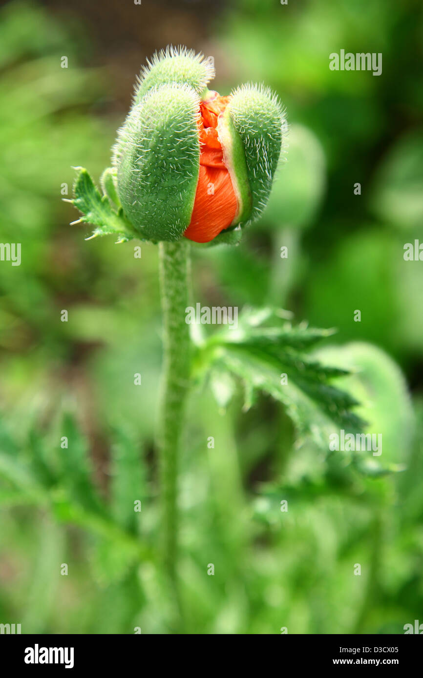 Bud poppy plant hi-res stock photography and images - Alamy