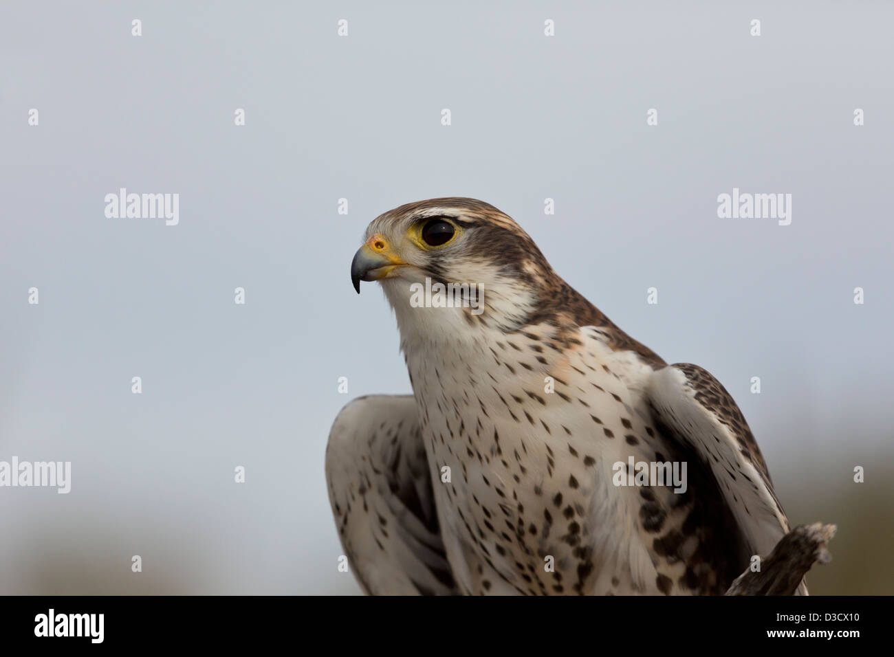Prairie falcon hi-res stock photography and images - Alamy