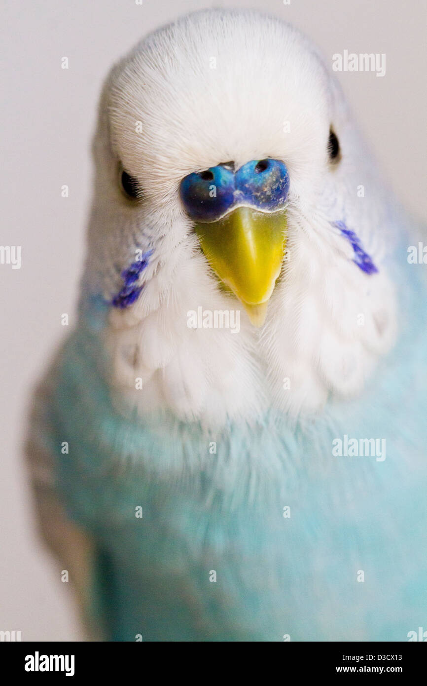 Close up view of the beautiful and colorful common pet parakeet Stock ...