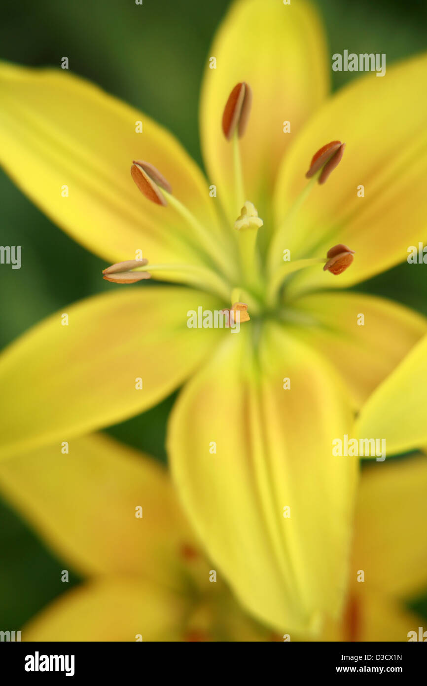 Sunny yellow lily closeup Stock Photo - Alamy