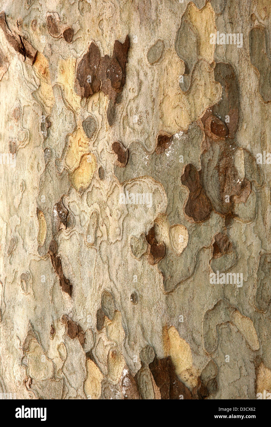 Full screen high resolution shot of wood. Good for a texture or a ...