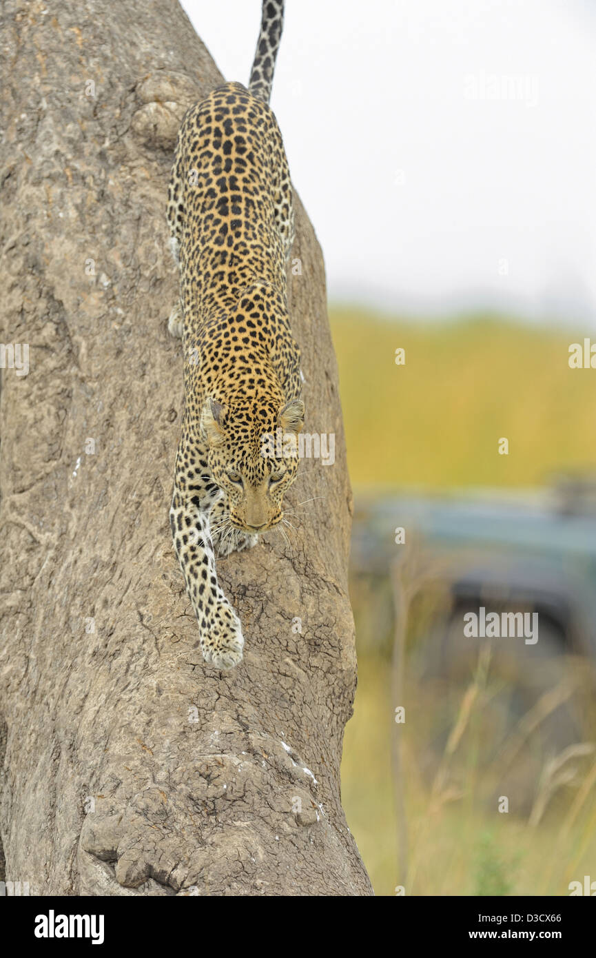 African Leopard (Panthera pardus pardus) walking down a tree in Masai ...