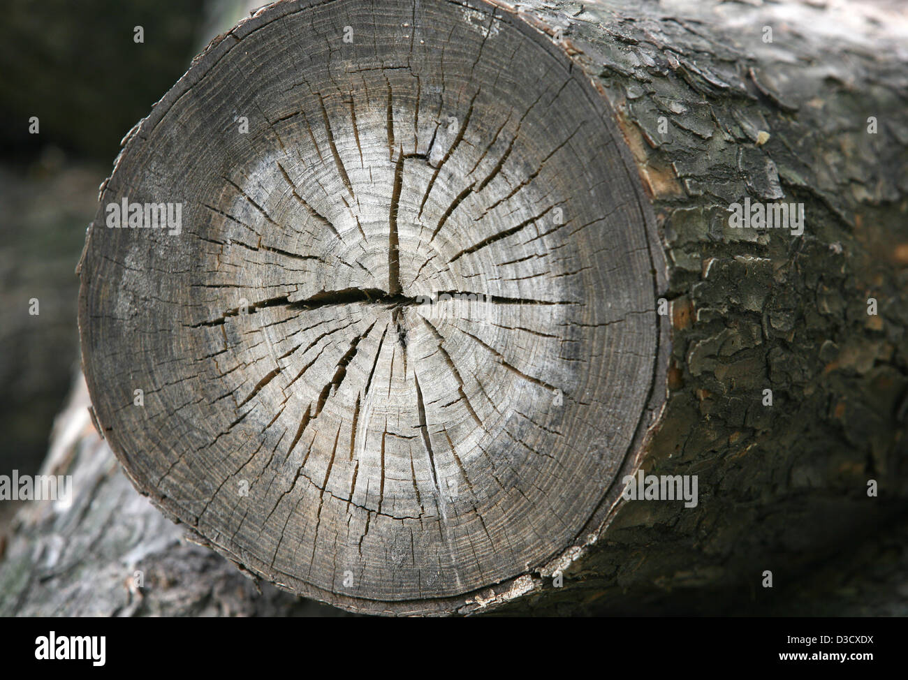 High resolution forest texture hi-res stock photography and images - Alamy