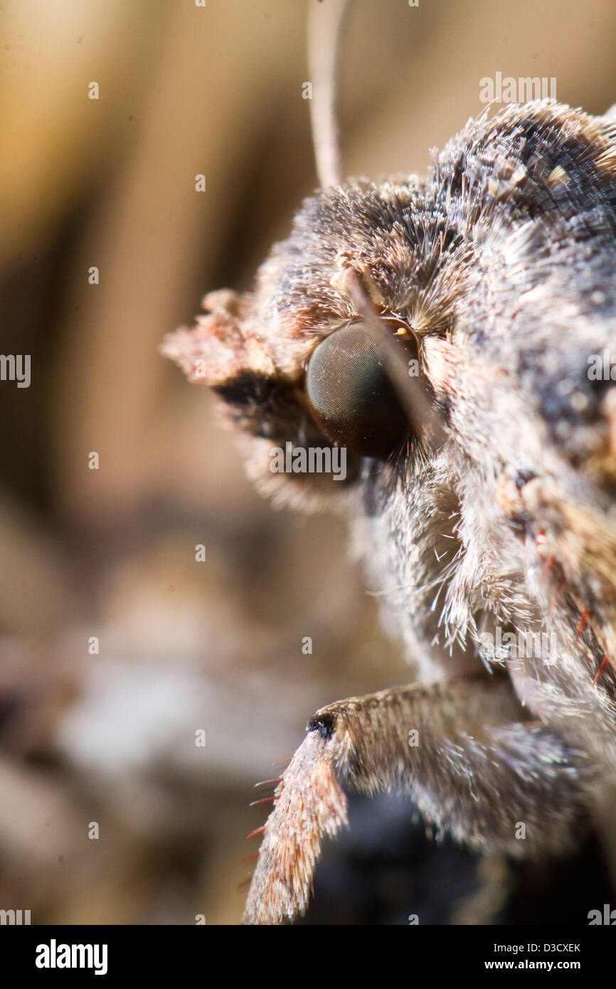 Extreme close up view of a nocturnal moth on nature Stock Photo - Alamy