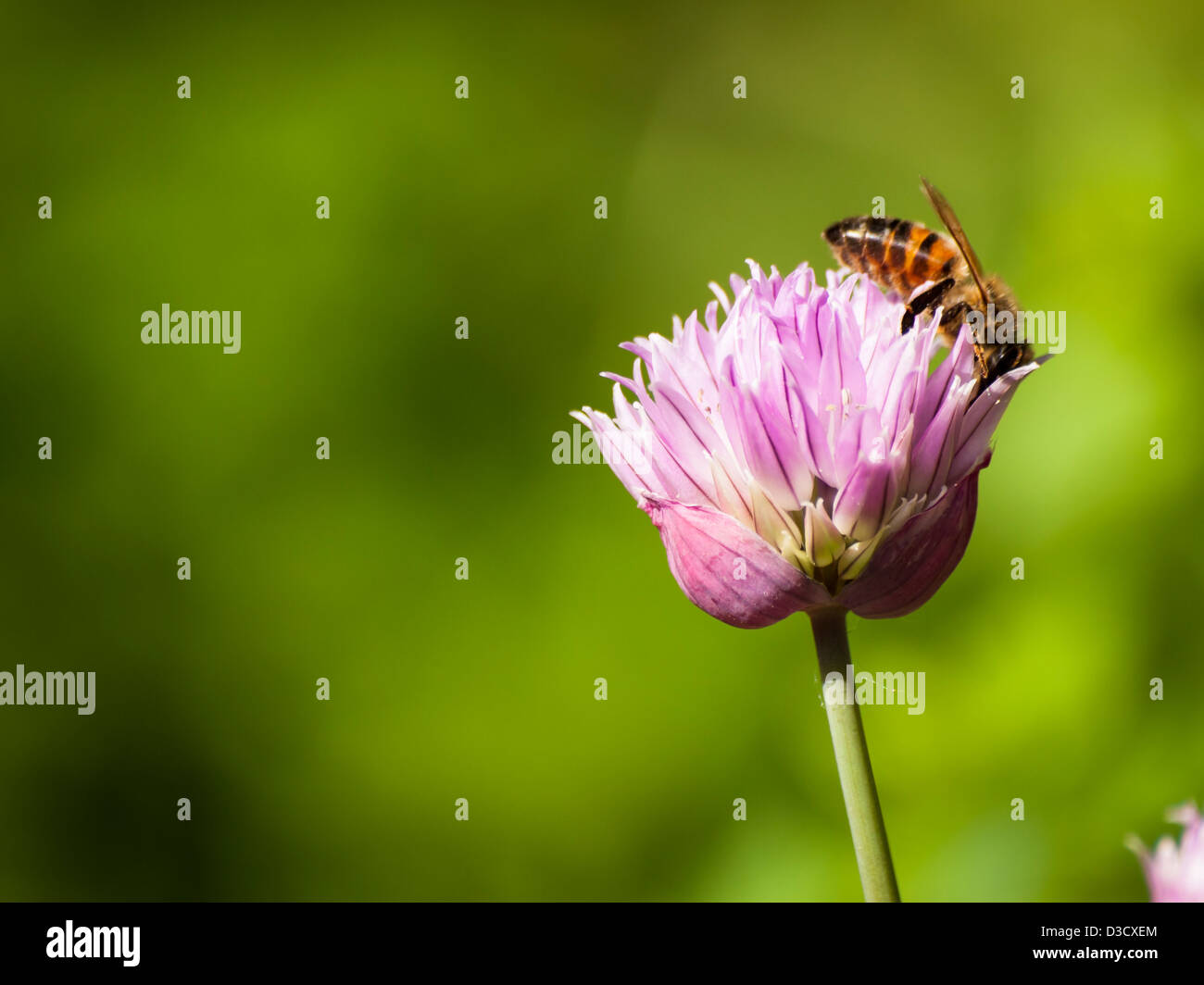 Blooming flowers in botanical gardens Stock Photo - Alamy
