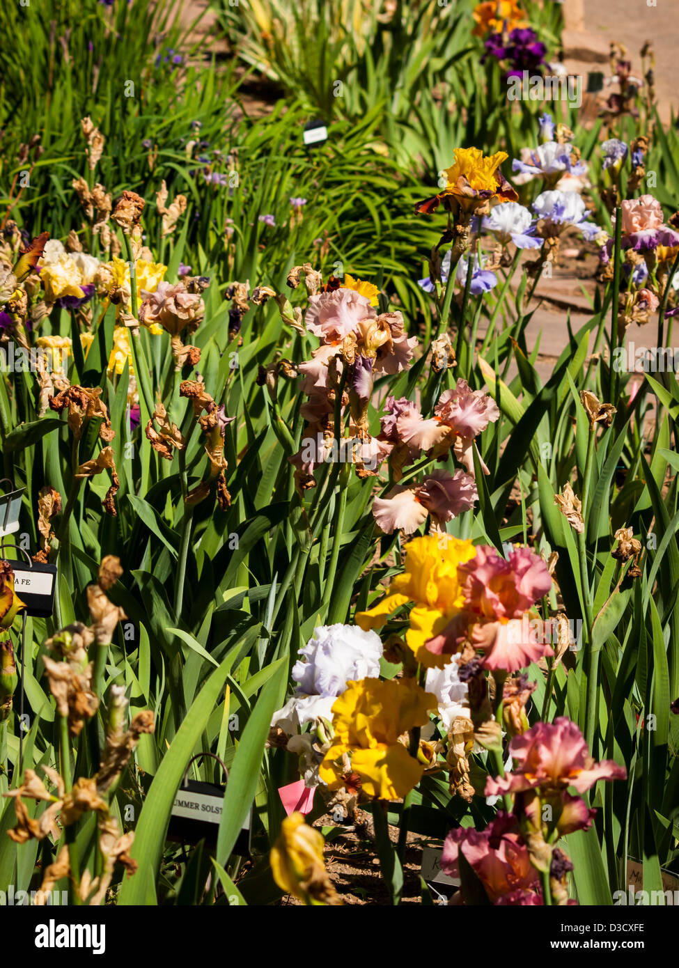 Blooming iris at the end of the bloom cycle Stock Photo - Alamy