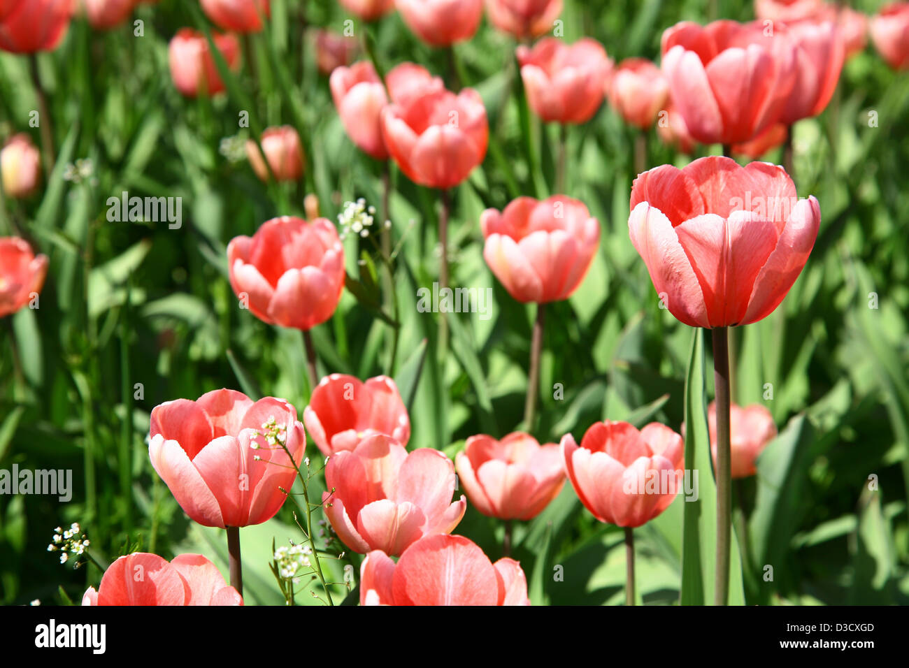 Beautiful spring flowers Stock Photo - Alamy