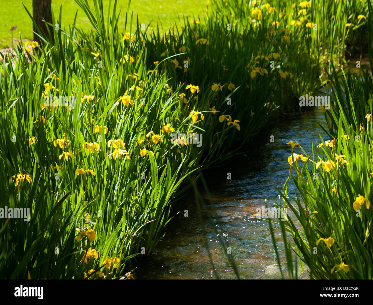 Blooming iris at the end of the bloom cycle Stock Photo - Alamy