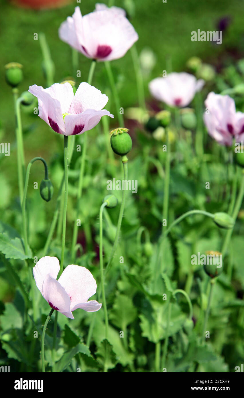 Field of pink poppies in sunlight Stock Photo - Alamy