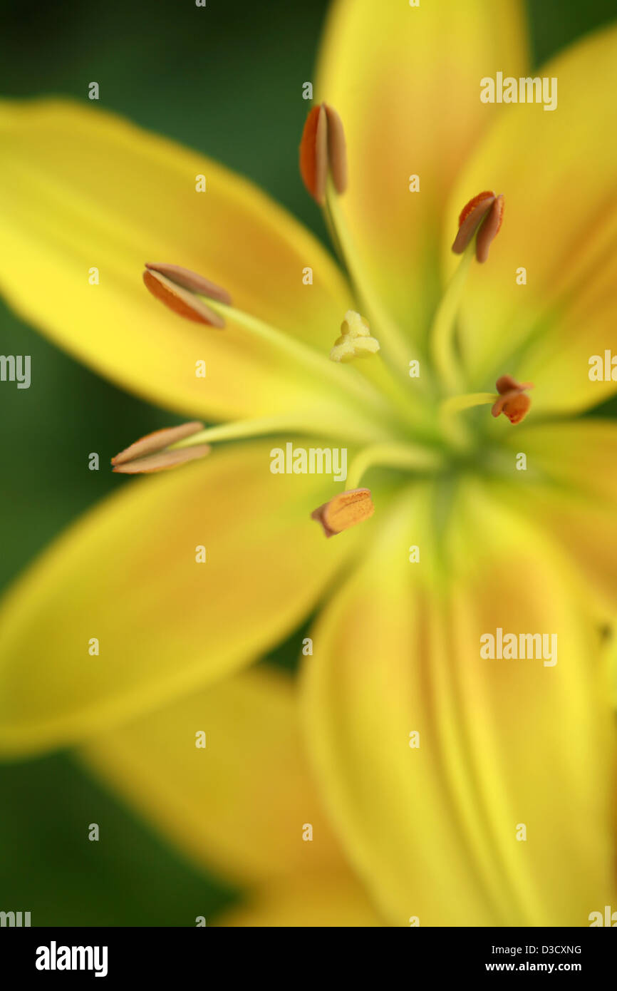 Golden abstract lily Stock Photo - Alamy