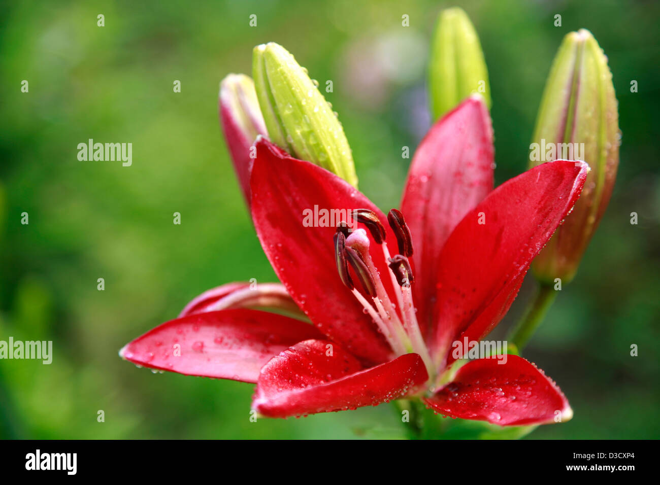 Just opening red lily in the early morning Stock Photo - Alamy