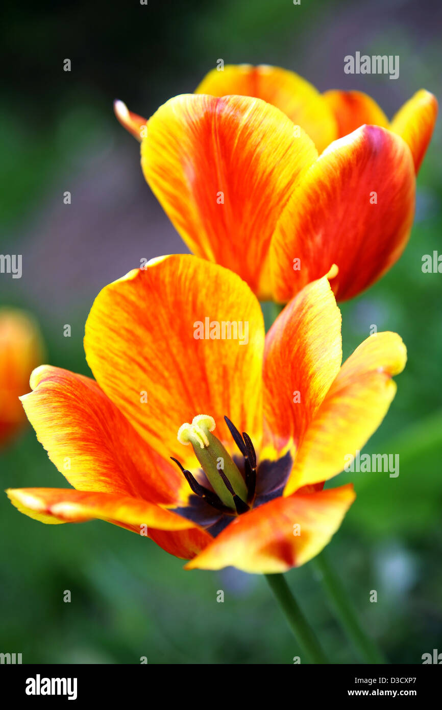 Opening spring flower in the garden Stock Photo - Alamy
