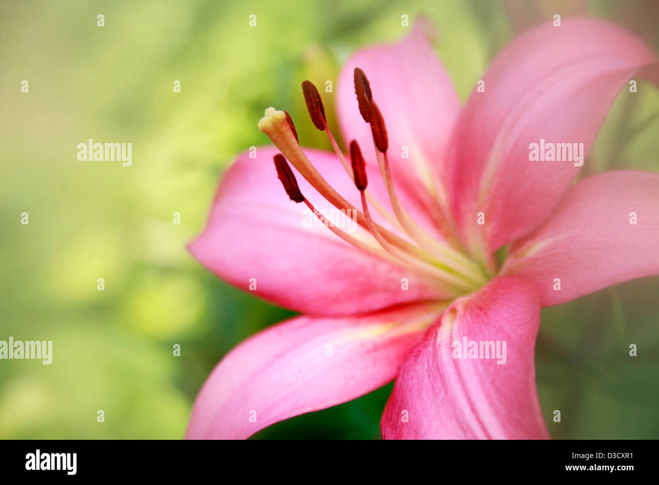 Pink mist flower hi-res stock photography and images - Alamy