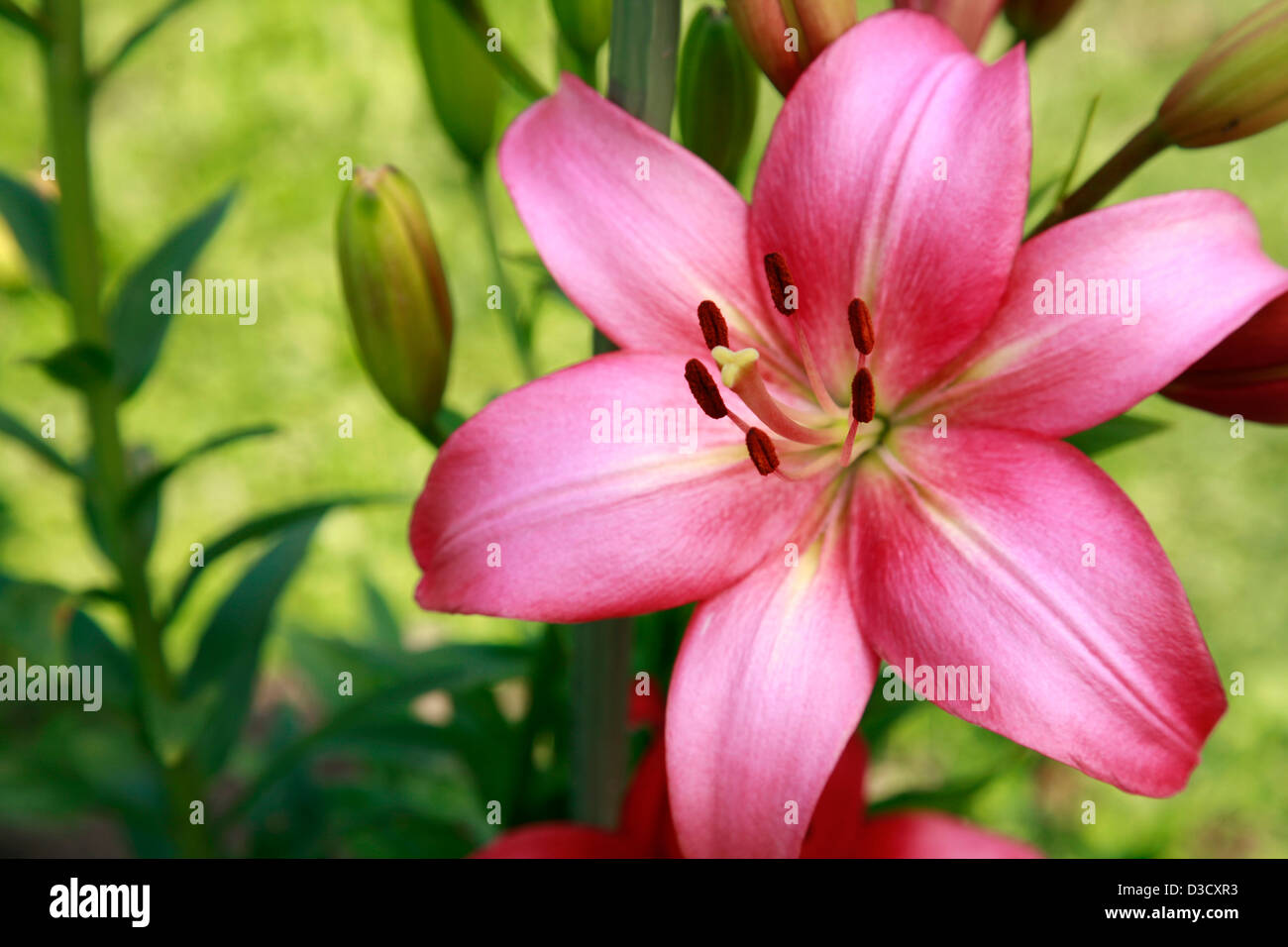 Pink lily in the summer garden Stock Photo - Alamy