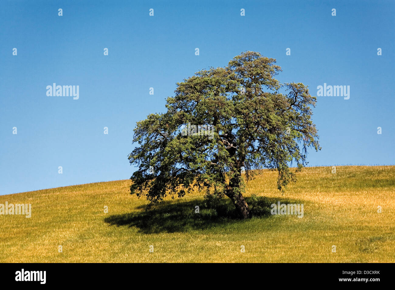Cultivos agricolas hi-res stock photography and images - Alamy